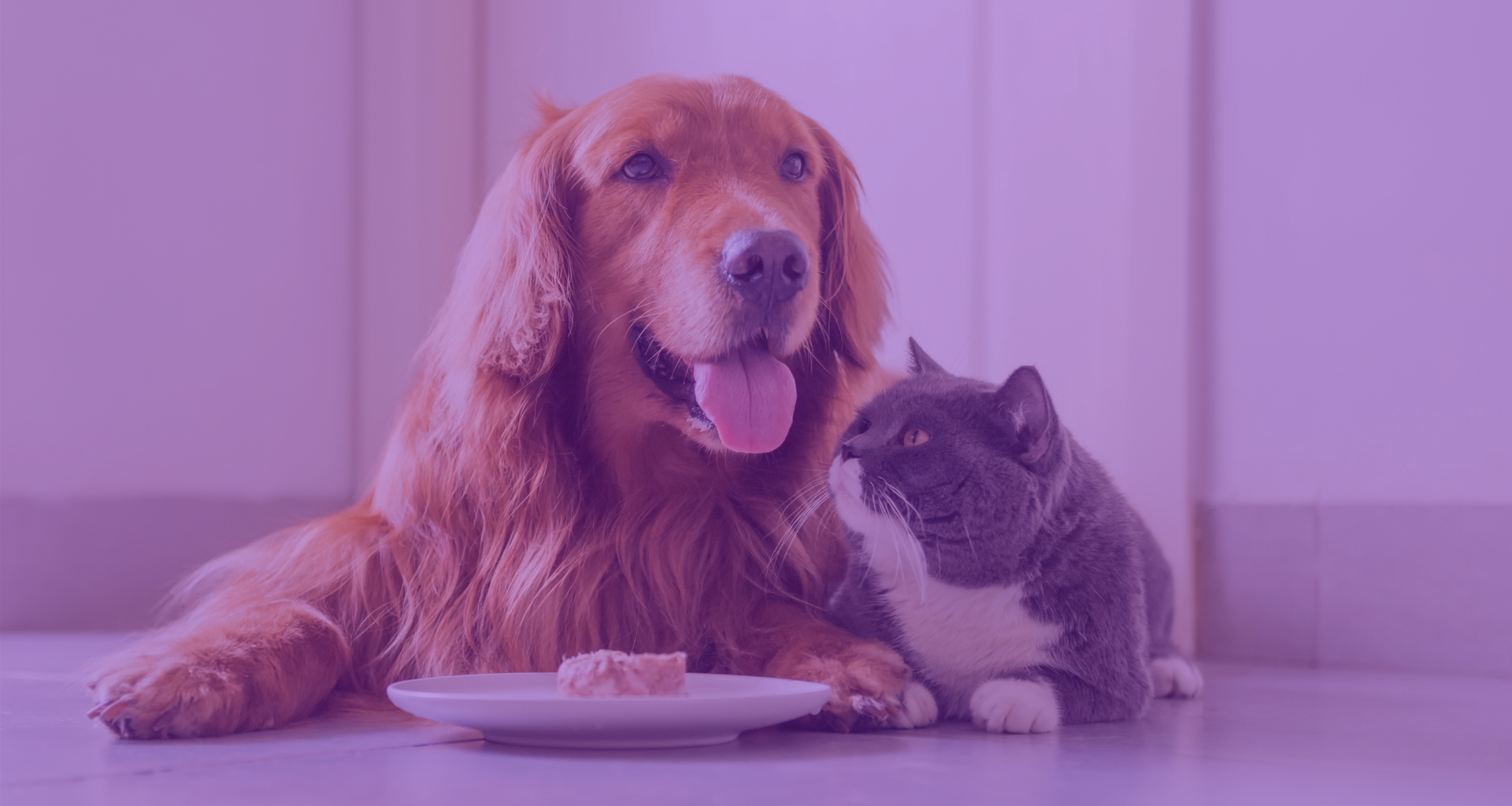 VetTV, tu canal de televisión veterinario presenta: Las dietas de ...